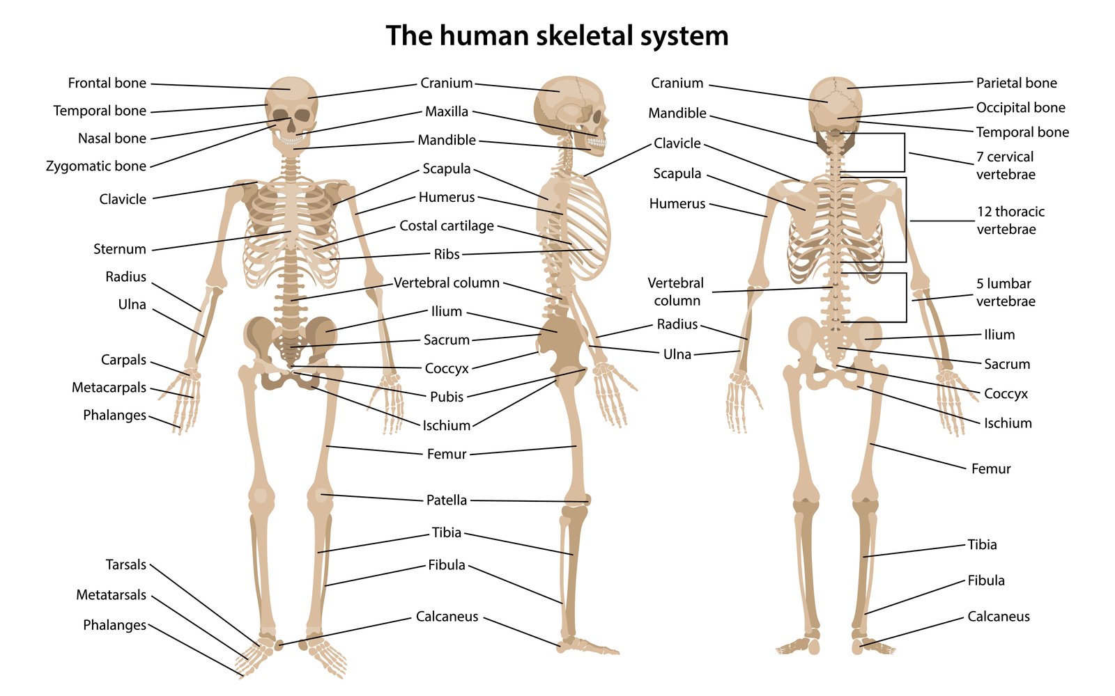 All Human Body Parts List All Human Body Parts List